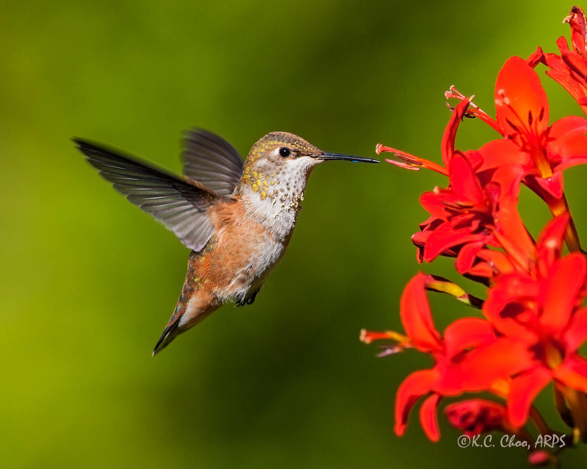 The Rufous Hummingbirds will soon be here! – Squamish Environment Society