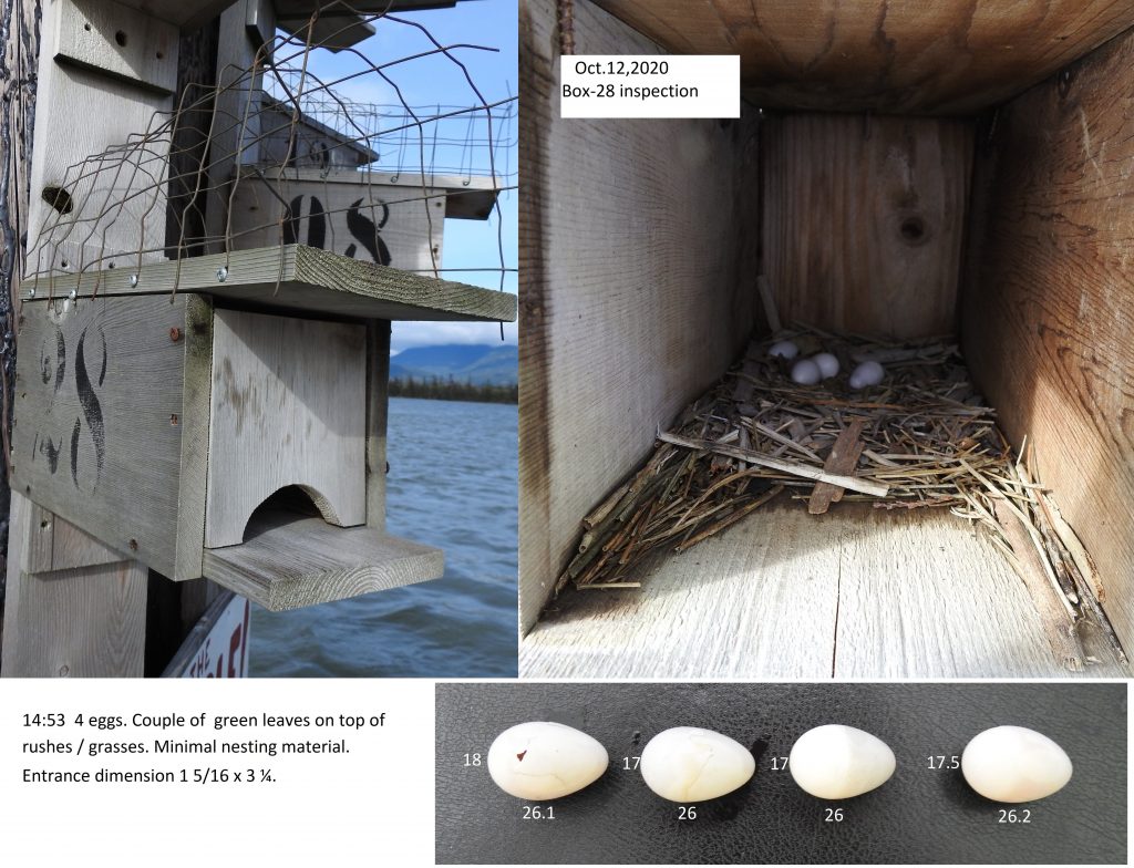 Purple Martin Nest Box Update – October 2020 – Squamish Environment Society