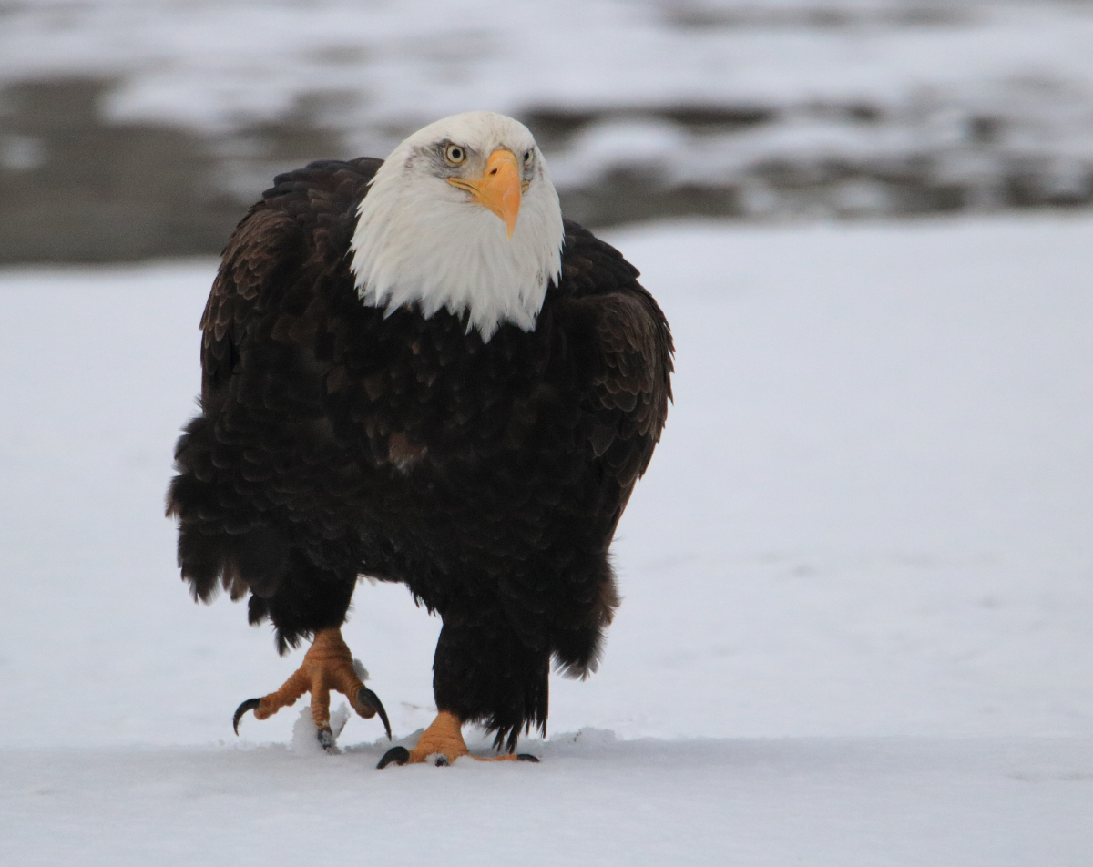 The inside view of EagleWatch 2020 – 2021 – Squamish Environment Society