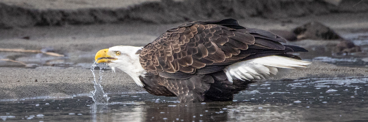 EagleWatch Daily Count : 2023 – 2024 season – Squamish Environment Society