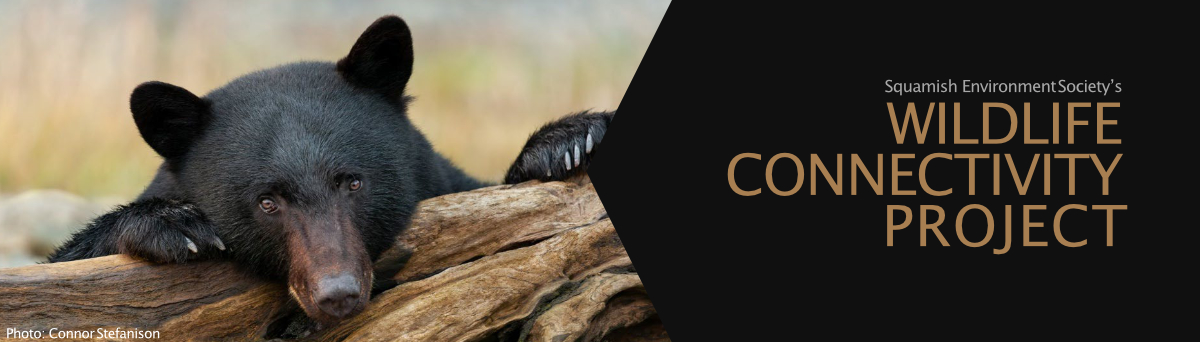 Wildlife Connectivity Project: Scoping Phase Report Published ...