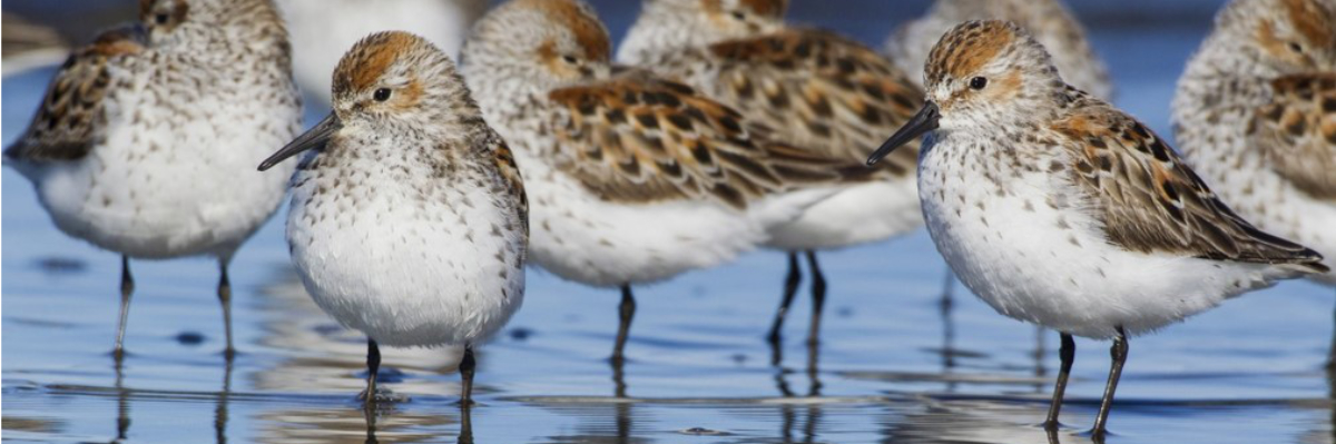 New Online Shorebird Identification Workshop – Squamish Environment Society